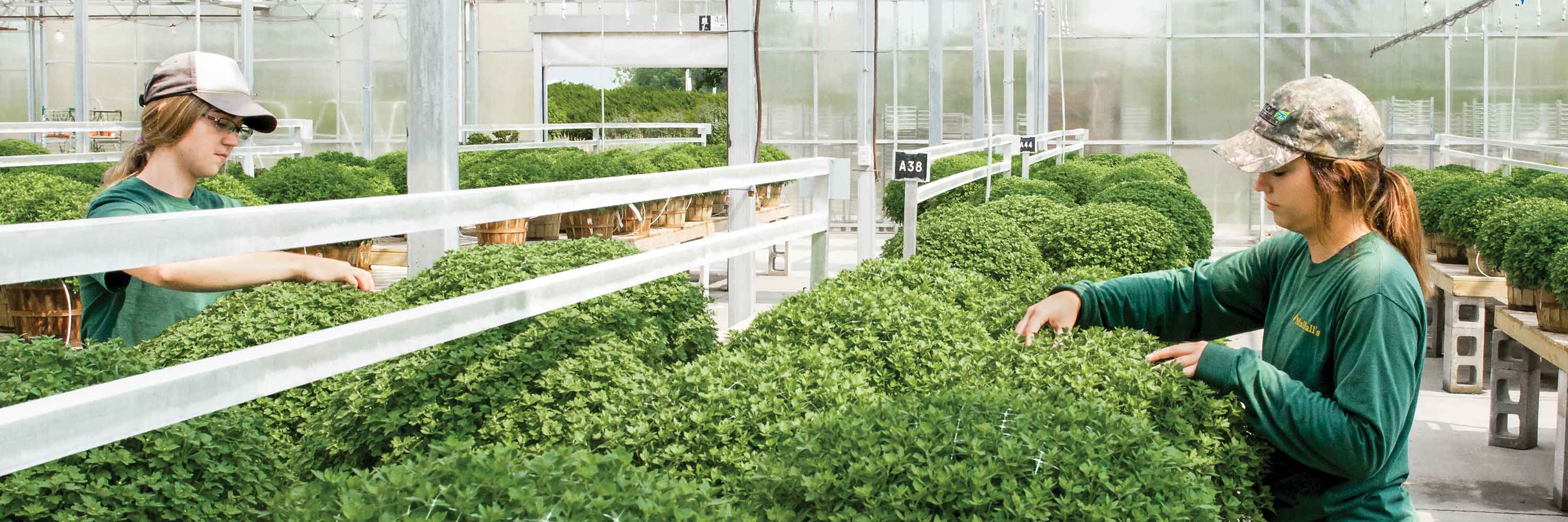 Our Team's Passion for Mums | Mulhall's Farm | Mulhall's