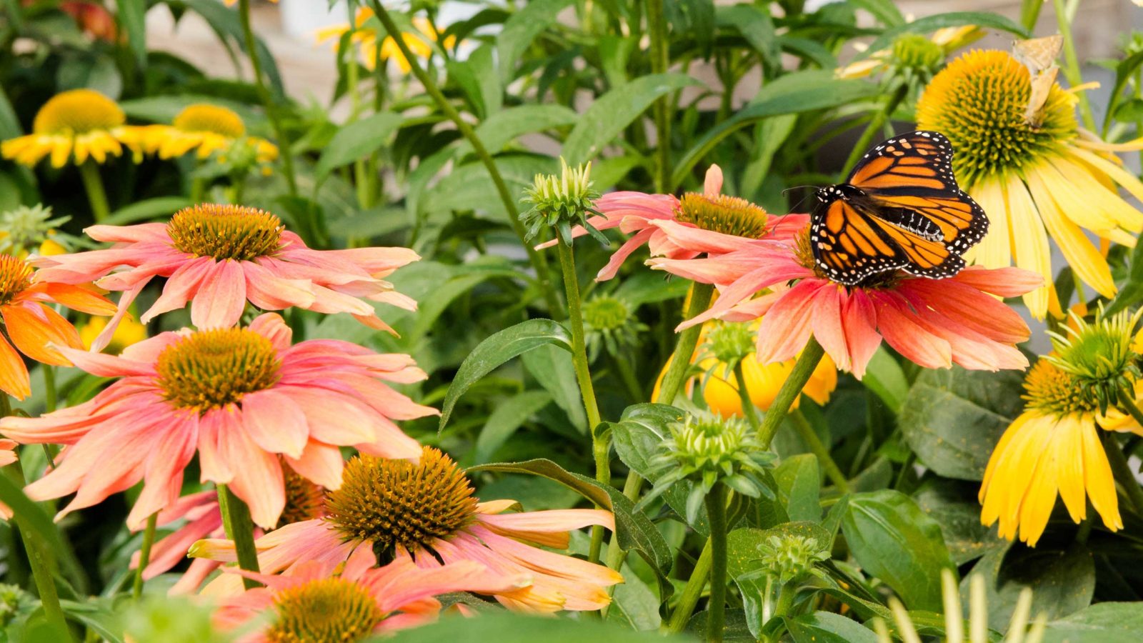 Echinacea ‘Cheyenne Spirit’ | Mulhall's