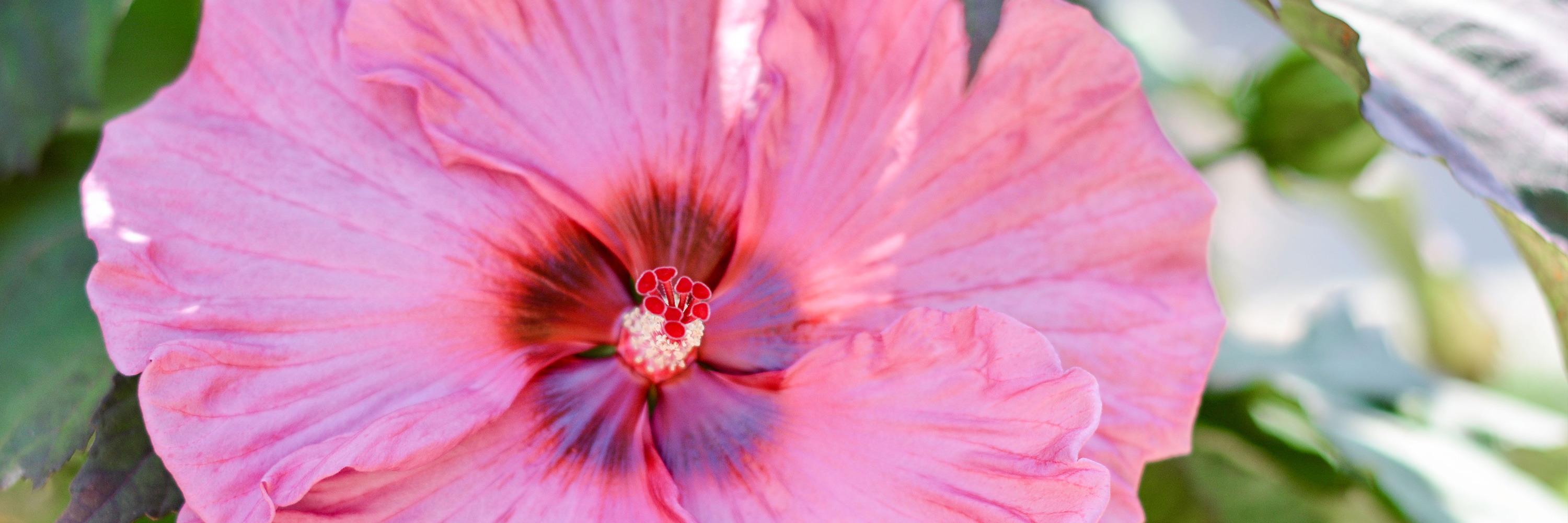 Hardy Hibiscus | Perennial Hibiscus for your Landscape | Mulhall's