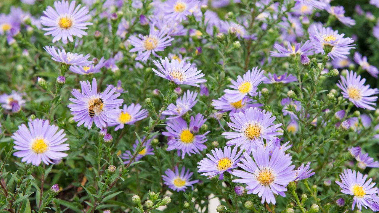 Perennial Asters | Mulhalls