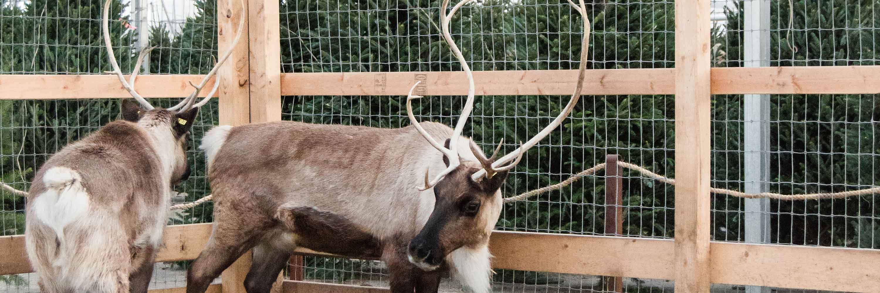 Welcoming Santa’s Own Reindeer | Mulhall's