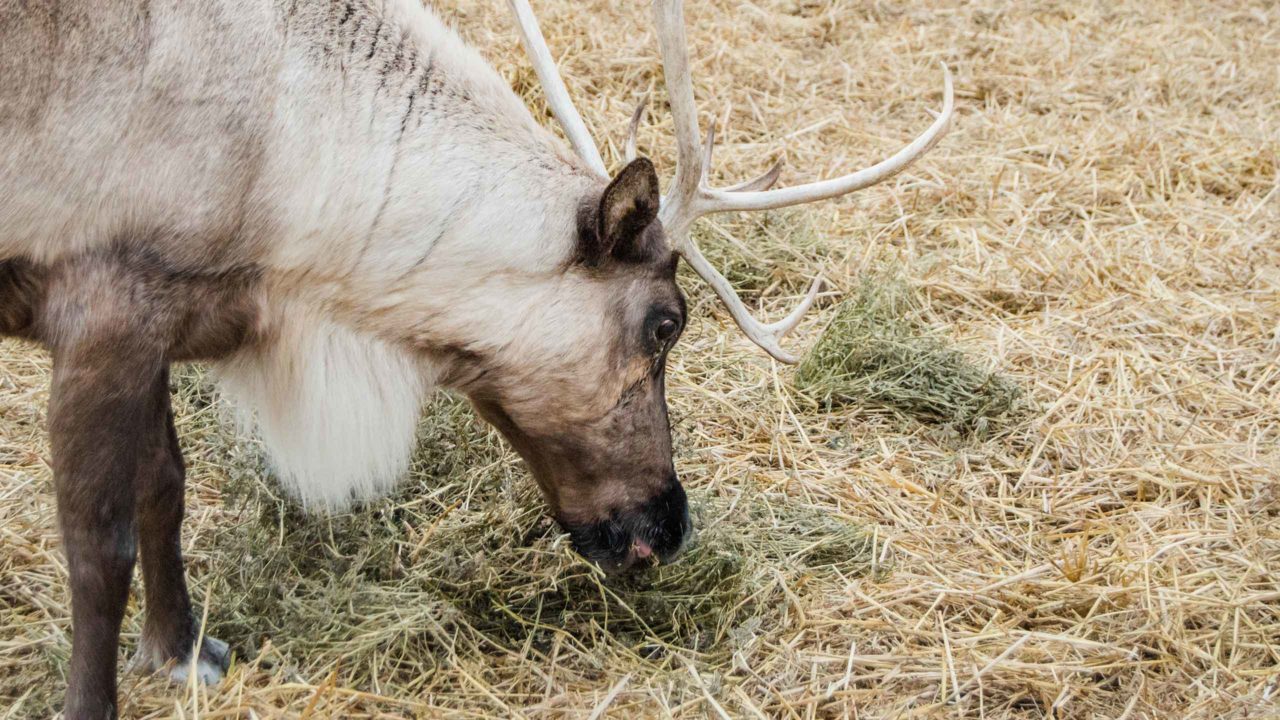 Welcoming Santa’s Own Reindeer | Mulhall's