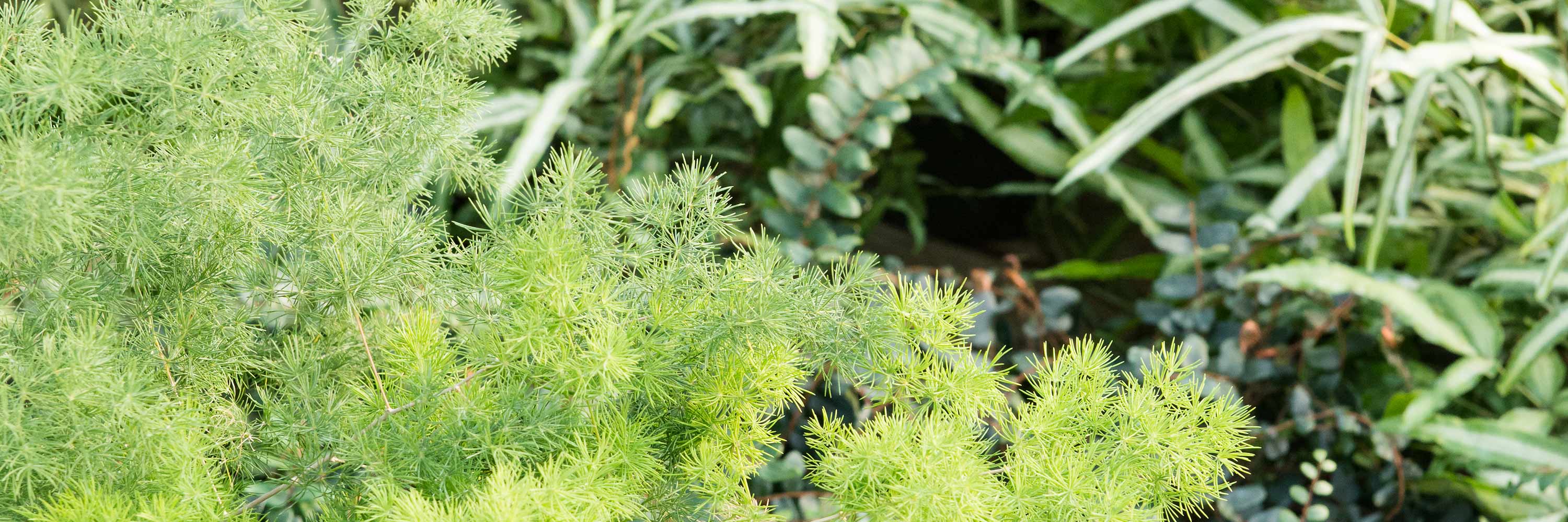 Favorites from Our Fern Collection | Mulhall's