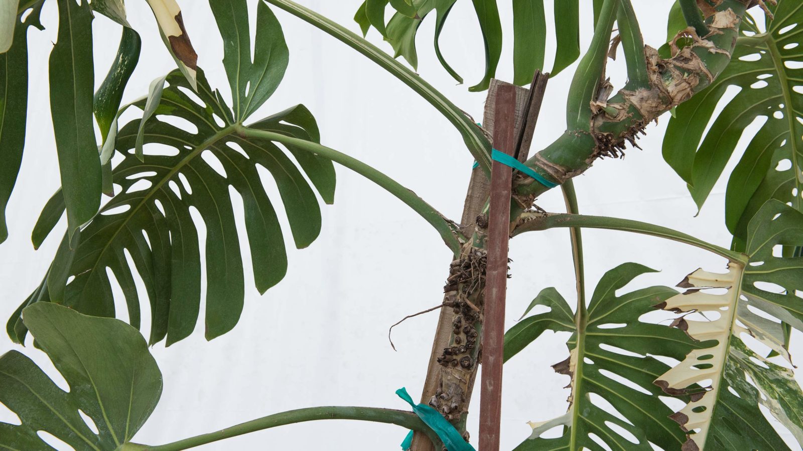Care Guide For The Monstera Deliciosa | Swiss Cheese Plant | Mulhall's
