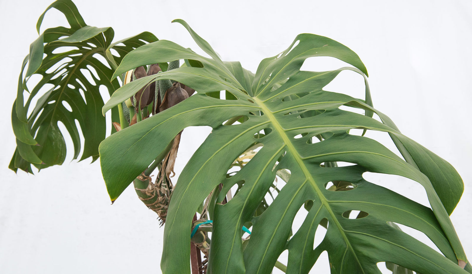Monstera Care Guide | Plant Guides | Mulhall's
