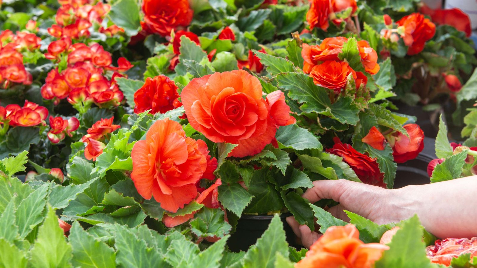 Begonia Growing Guide | Choose The Right Begonia | Mulhall's