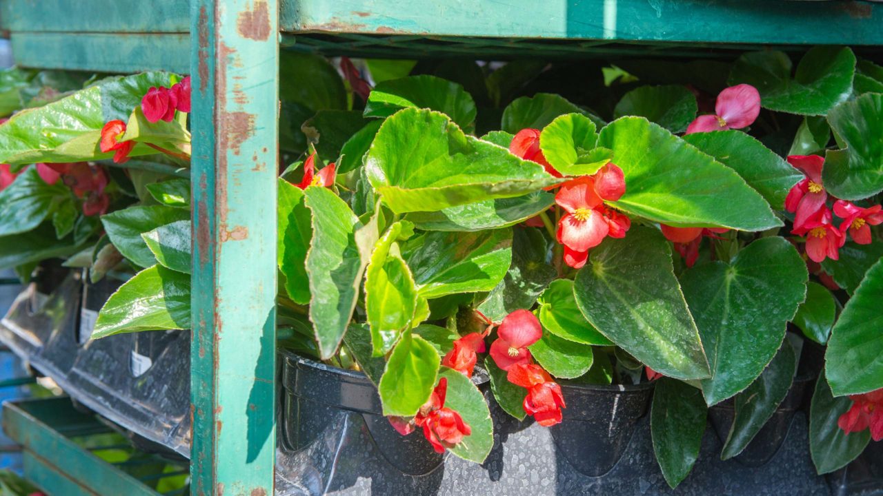 Begonia Growing Guide | Choose The Right Begonia | Mulhall's