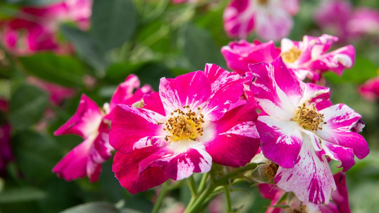 Speciality Roses Guide | Learn About Specialty Roses | Mulhall's