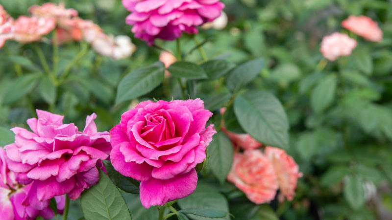 Your Guide to Specialty Roses | Mulhall's