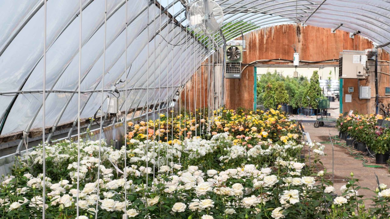 Your Guide to Specialty Roses | Mulhall's