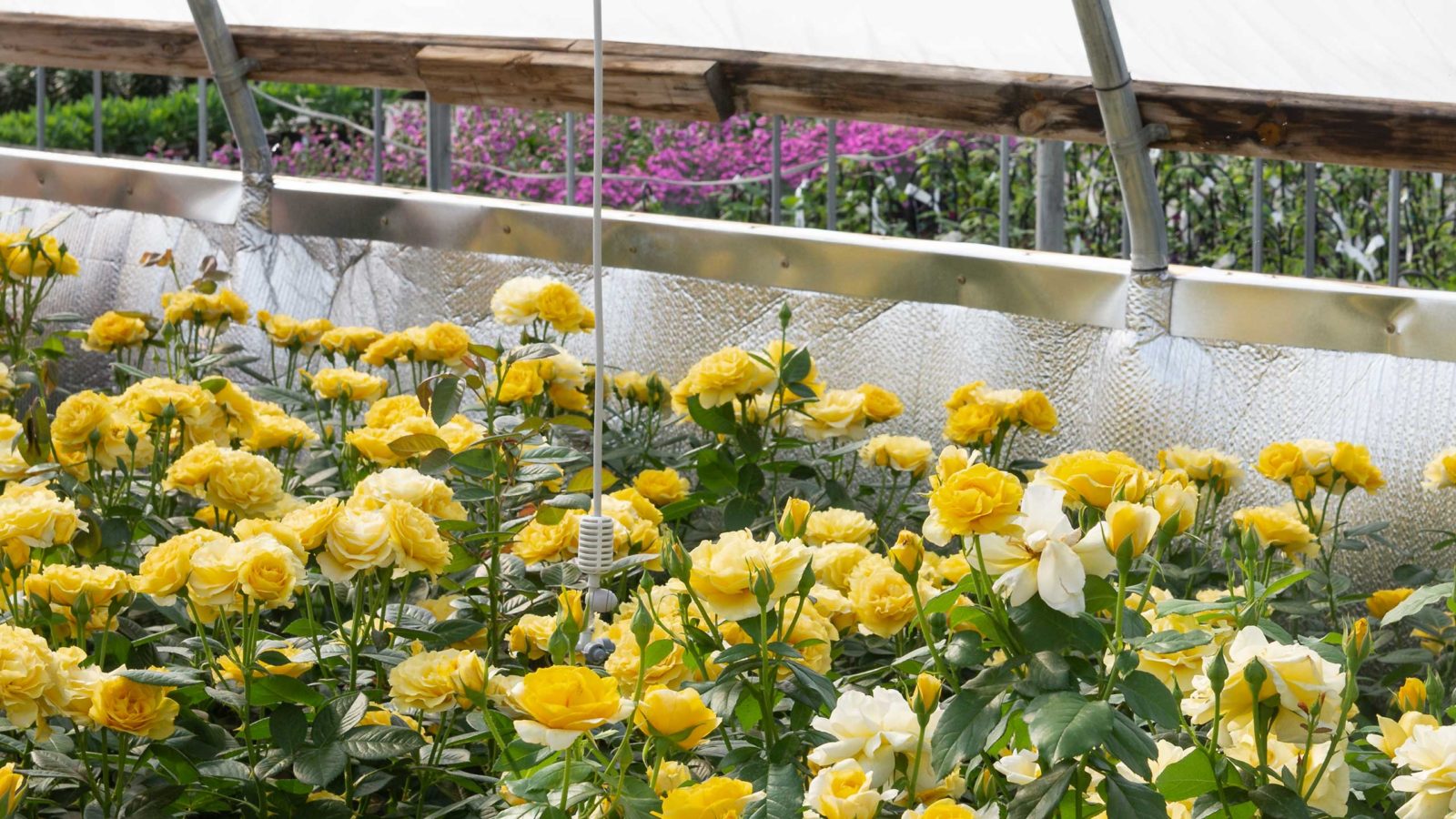 Speciality Roses Guide | Learn About Specialty Roses | Mulhall'sMulhall's