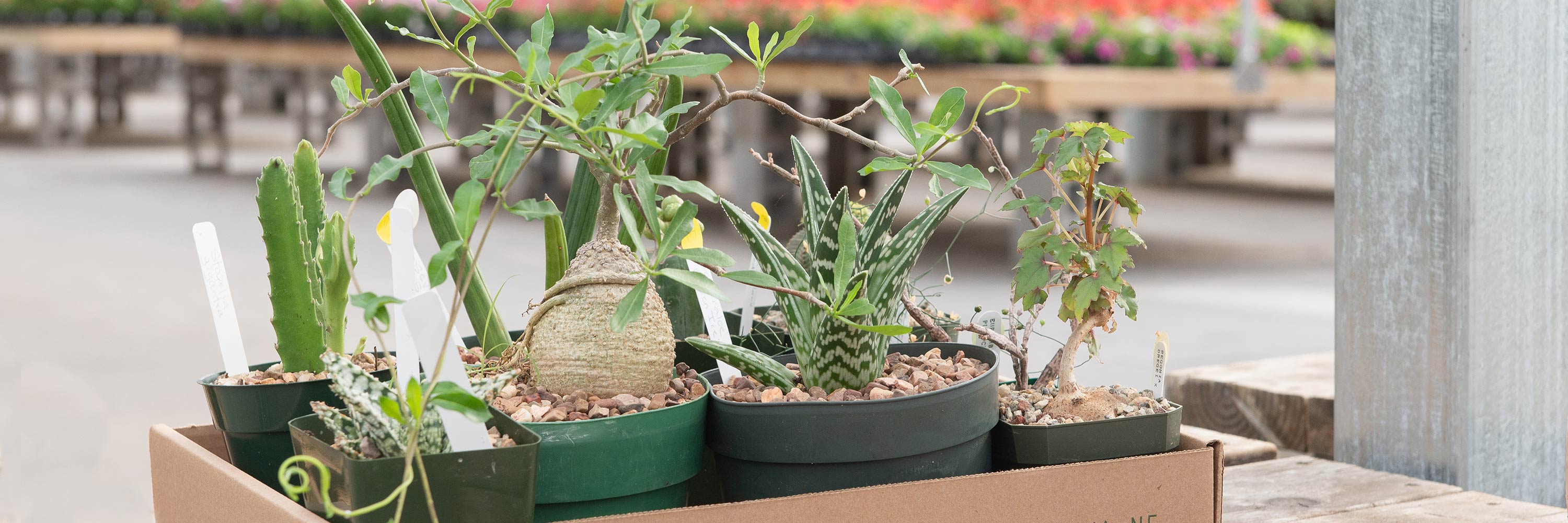 A Day of Celebrating Cacti + Succulents | Mulhall's