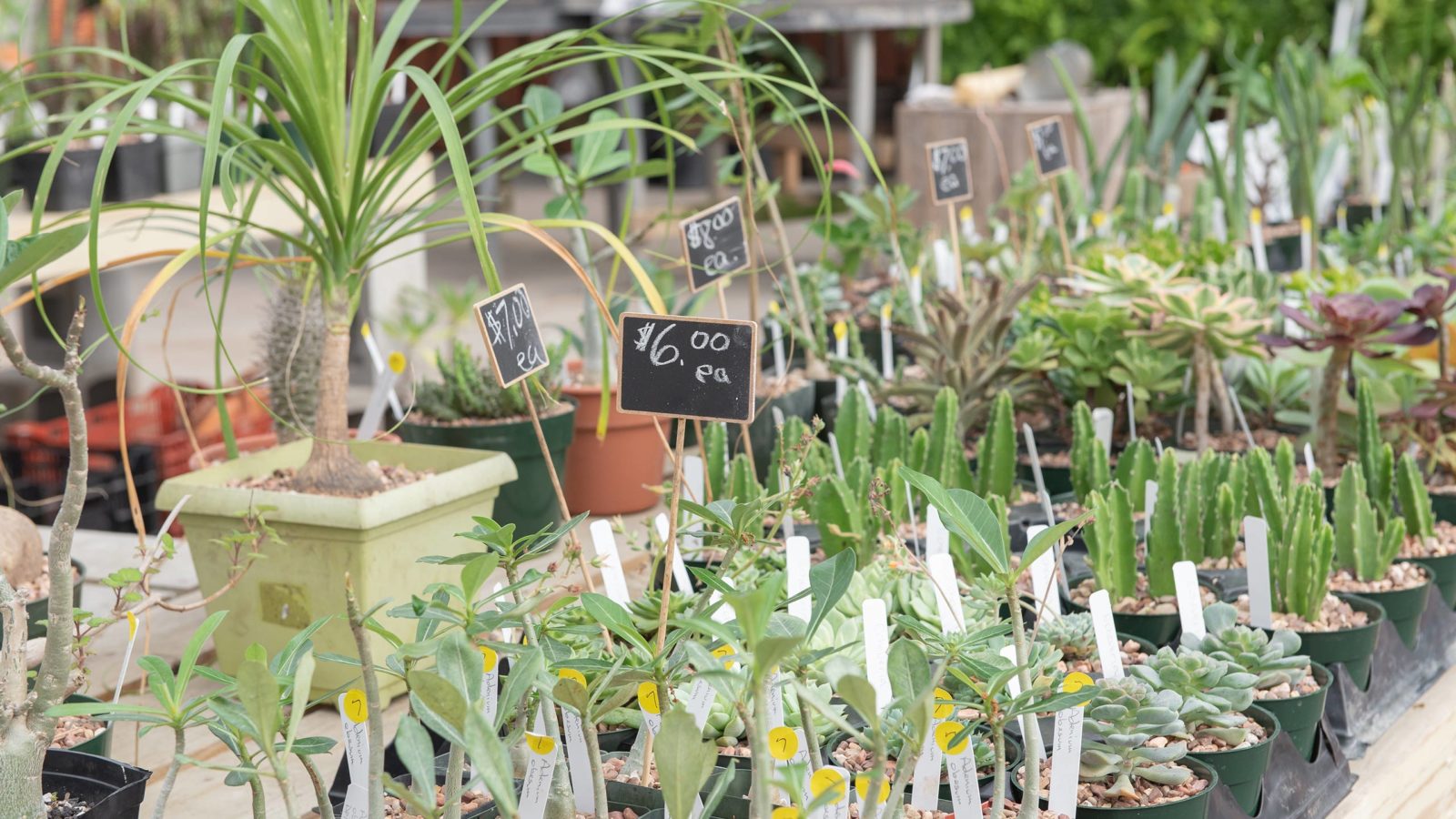 A Day of Celebrating Cacti + Succulents | Mulhall's