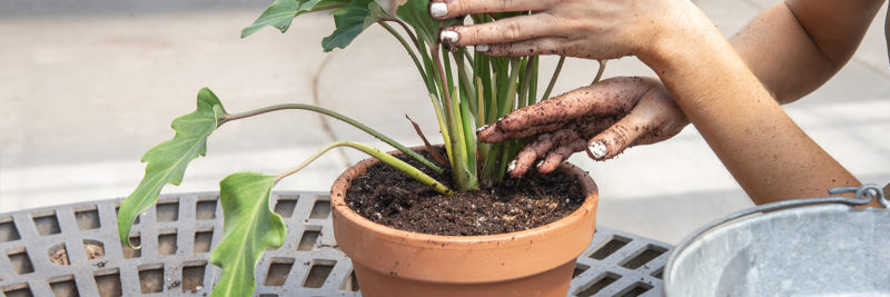 The When, Why, and How of Repotting Houseplants | Mulhall's