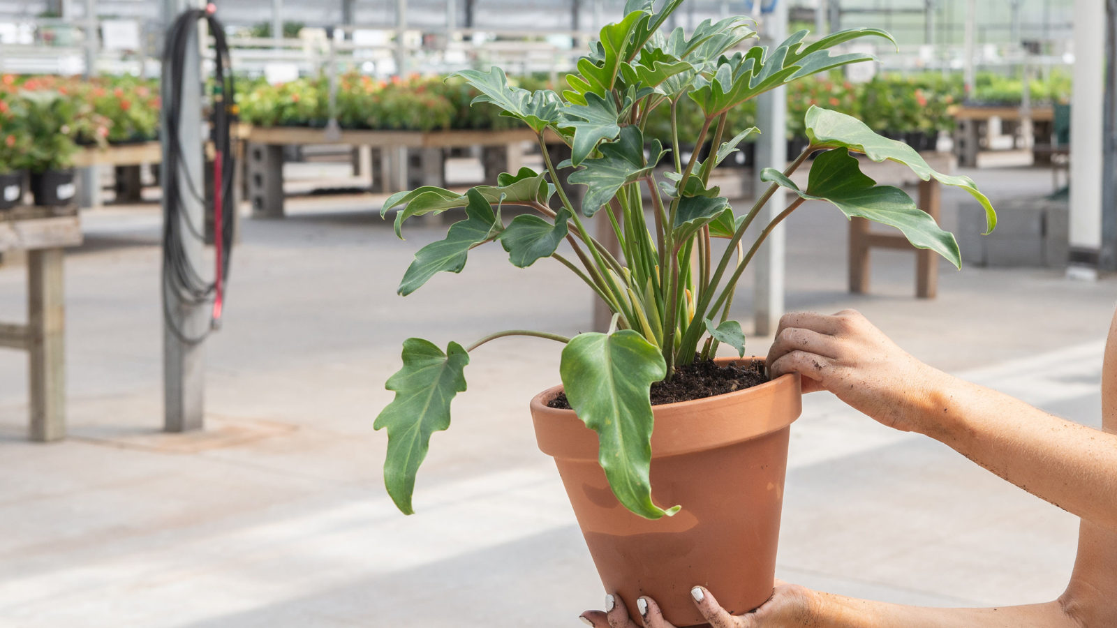 The When, Why, and How of Repotting Houseplants | Mulhall's
