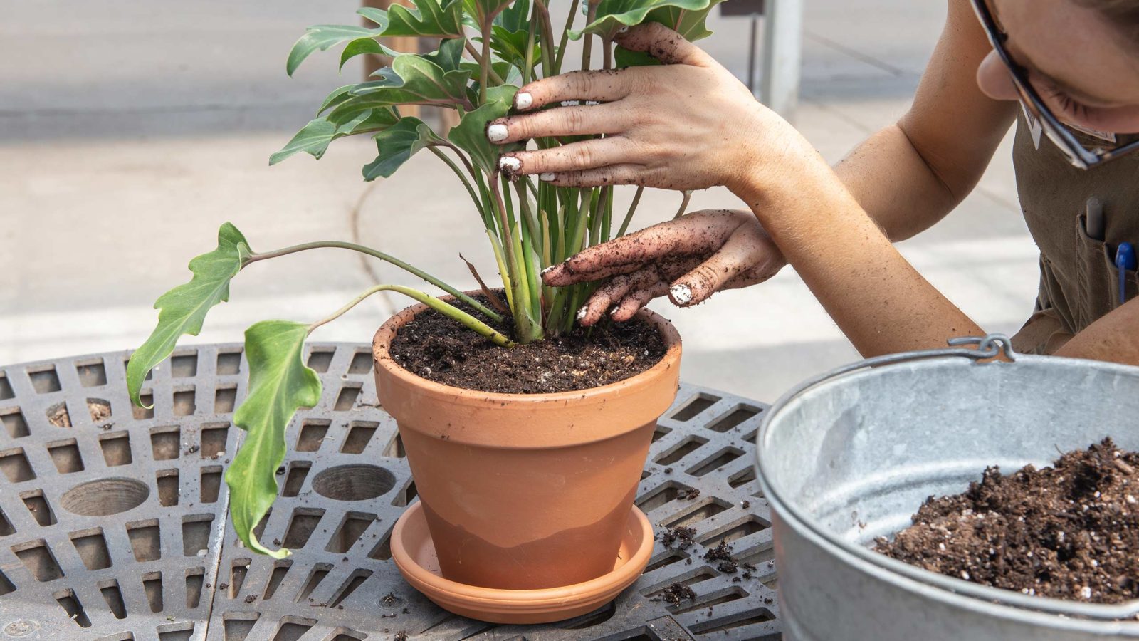 The When, Why, and How of Repotting Houseplants | Mulhall's