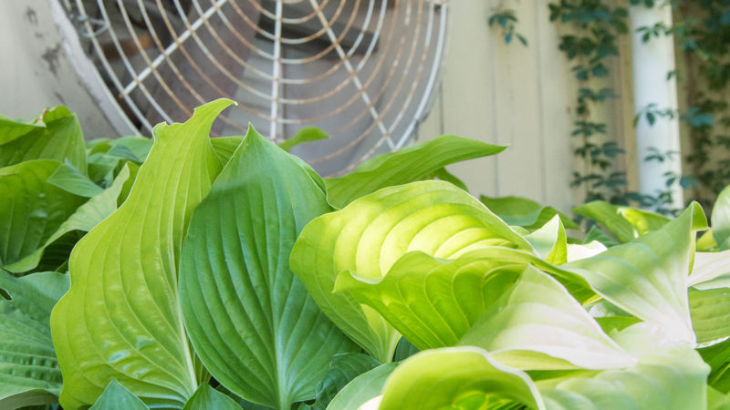 Why Fall Is a Great Time to Plant | Mulhall's