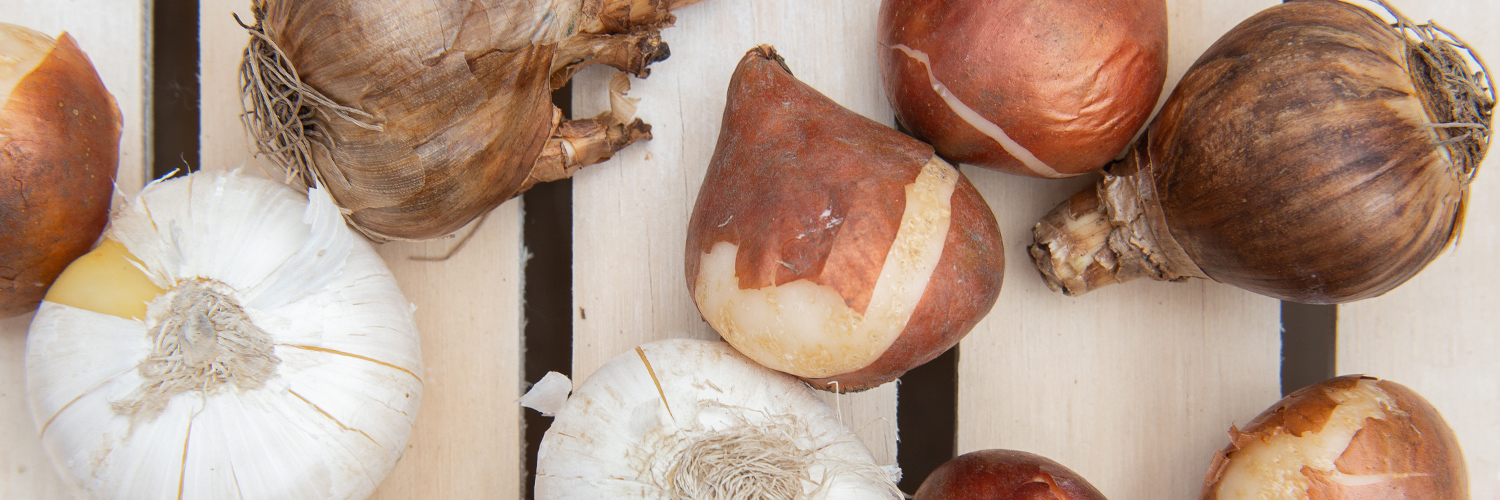 Spring Color Starts with Fall Bulbs | Mulhall's