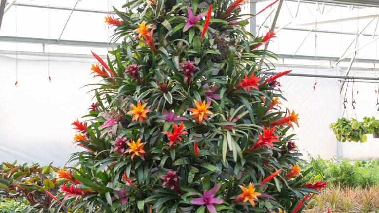 15 Feet of Bromeliads | Bromeliad Holiday Tree | Mulhall's