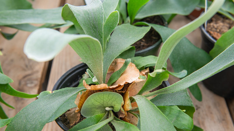 Caring for a Staghorn Fern | Mulhall's