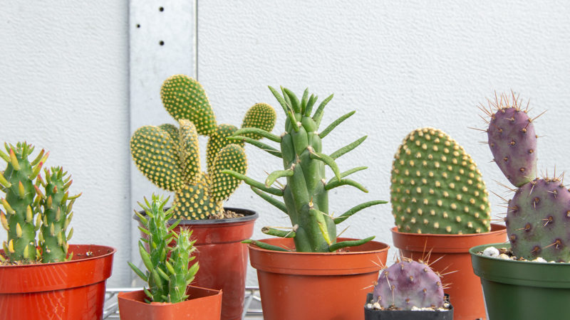 The World of Strange Cacti | Weird Cactus Shapes | Mulhall's