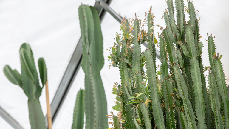 The World of Strange Cacti | Weird Cactus Shapes | Mulhall's