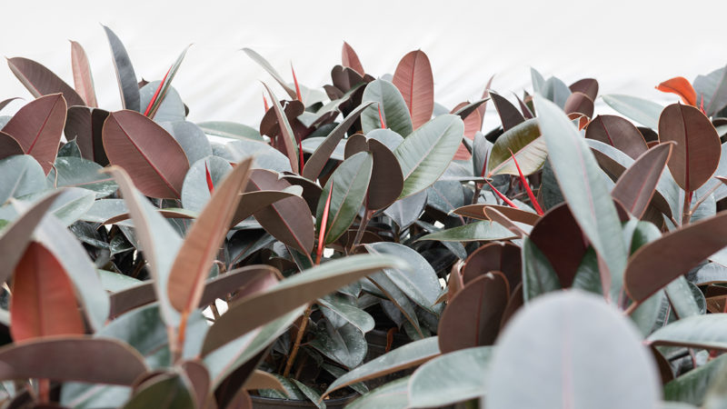 About the Rubber Plant | Care Tips and More | Mulhall's