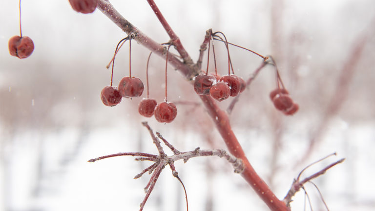 Flowering Crabapples for Year-Round Interest : Mulhall's