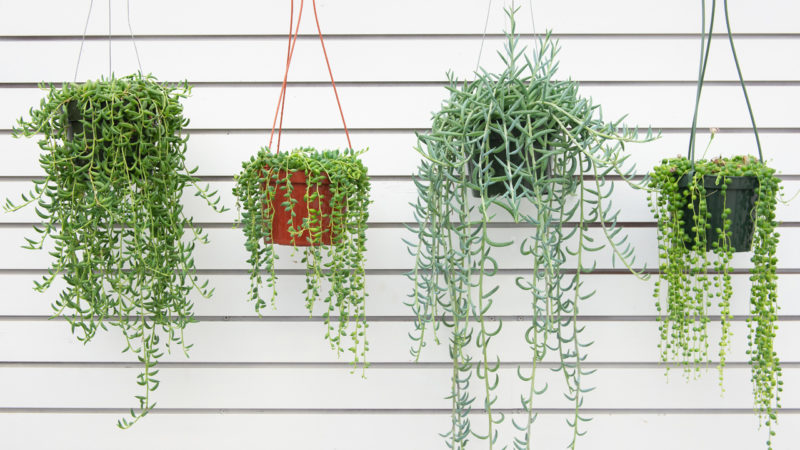Our Favorite Hanging Houseplants | Mulhall's