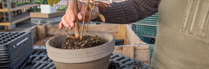 Our Beginner's Guide To Repotting Plants | Mulhall's