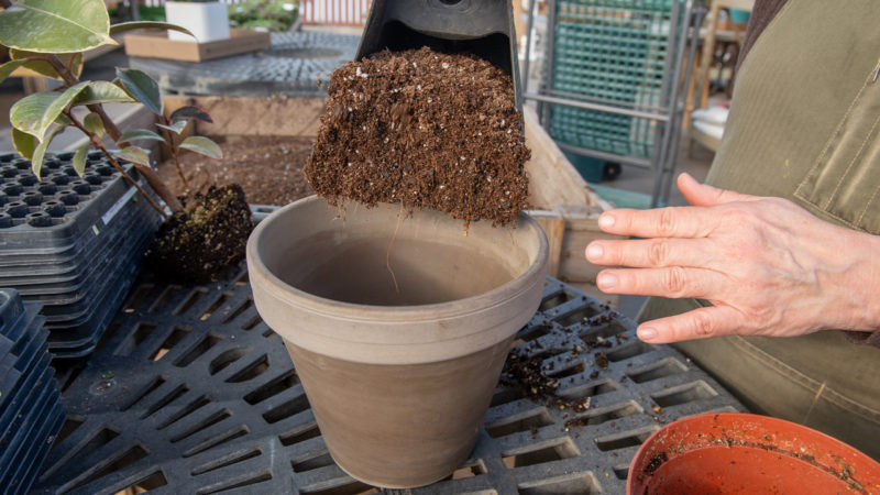 Our Beginner's Guide To Repotting Plants | Mulhall's