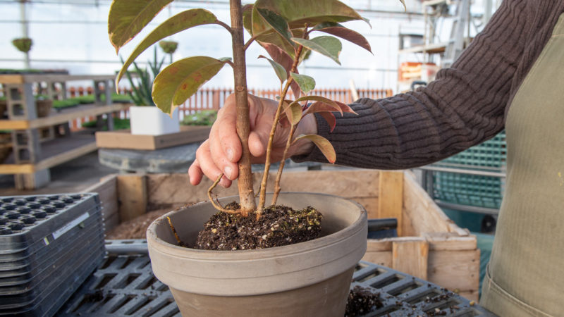 Our Beginner's Guide To Repotting Plants | Mulhall's