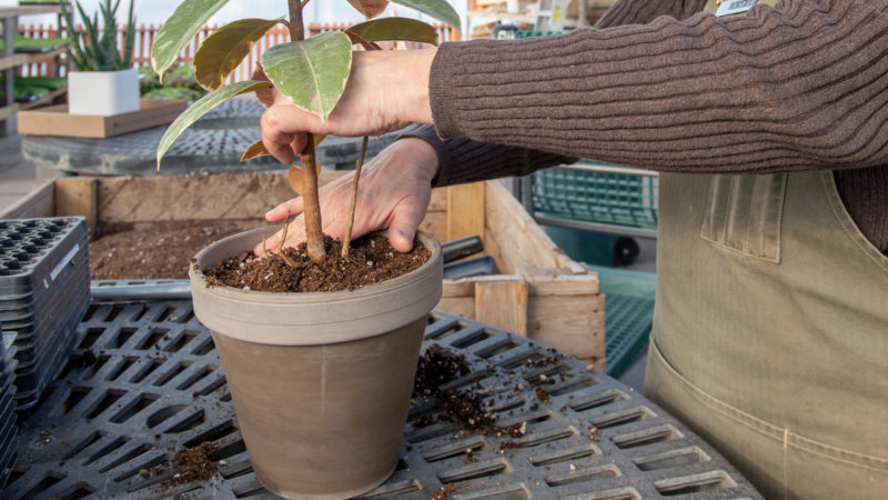 Our Beginner's Guide To Repotting Plants | Mulhall's