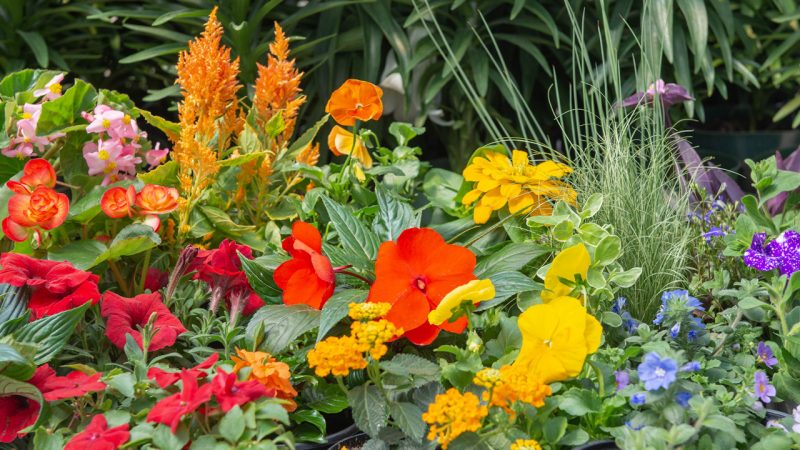Annual Blooms for Color You’ll Love | Mulhall's
