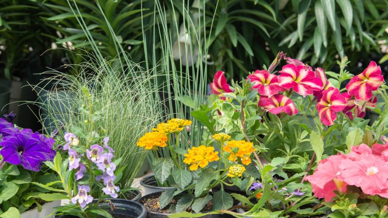 Annual Blooms for Color You’ll Love | Mulhall's