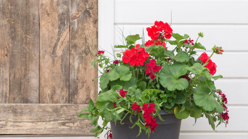 Easy Color for Your Doorstep | Mulhall's