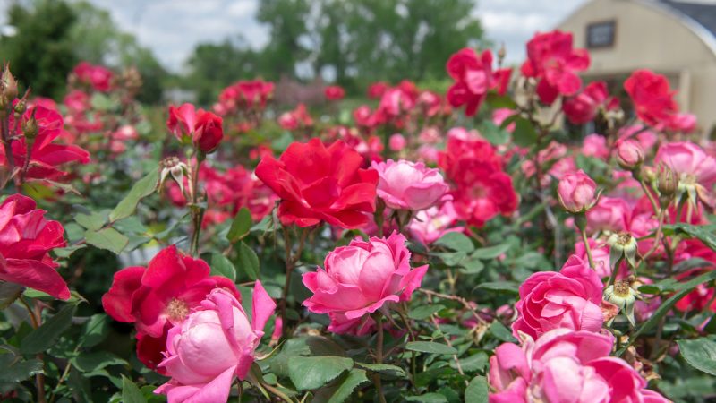 Knock Out Roses for Instant Color | Mulhall's