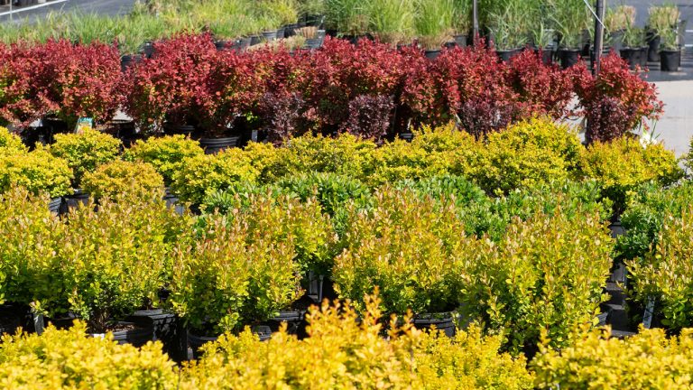 9 Shrubs for Season-Long Color : Mulhall's