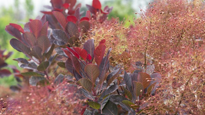 9 Shrubs for Season-Long Color : Mulhall's
