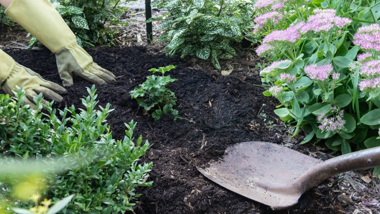 Landscape Tips for Summer Planting | Mulhall's