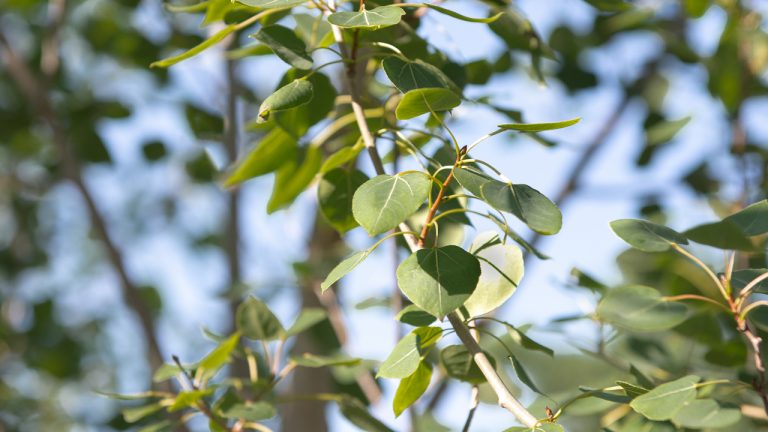 The Shimmering Quaking Aspen Tree | About Aspen Trees | Mulhall's