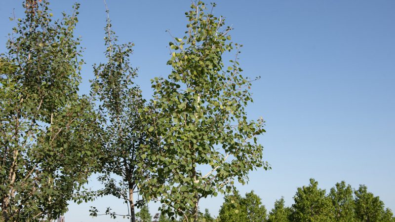 The Shimmering Quaking Aspen Tree | About Aspen Trees | Mulhall's