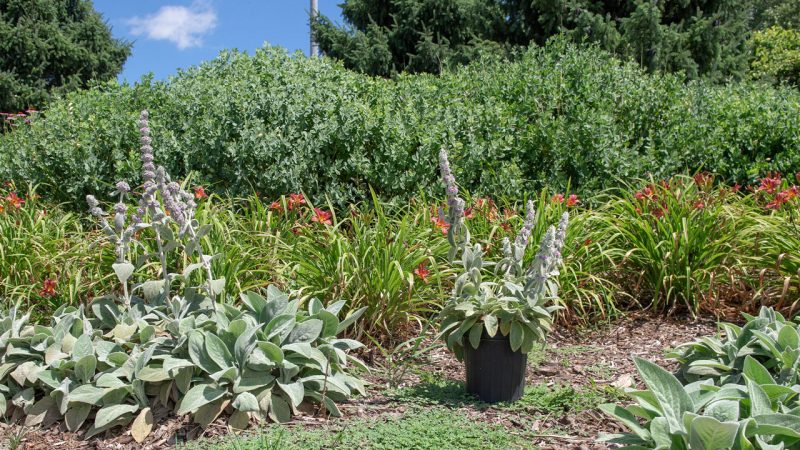 Landscape Tips for Summer Planting | Mulhall's