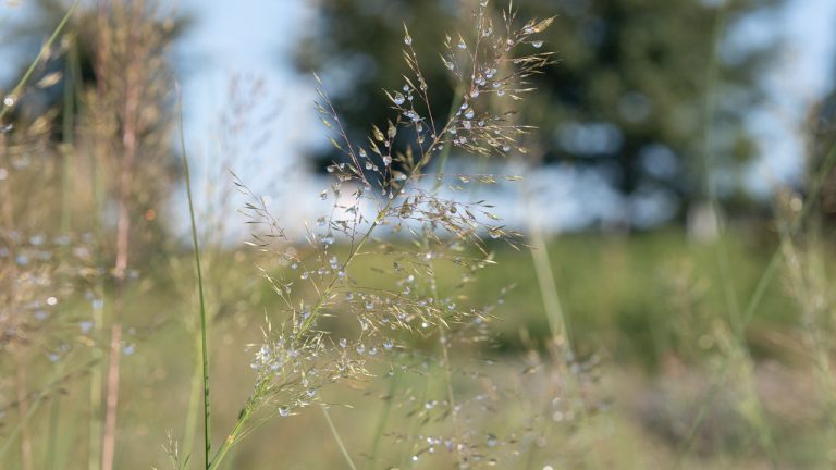 Our Guide to the Best Grasses for Midwest Landscaping | Mulhall's
