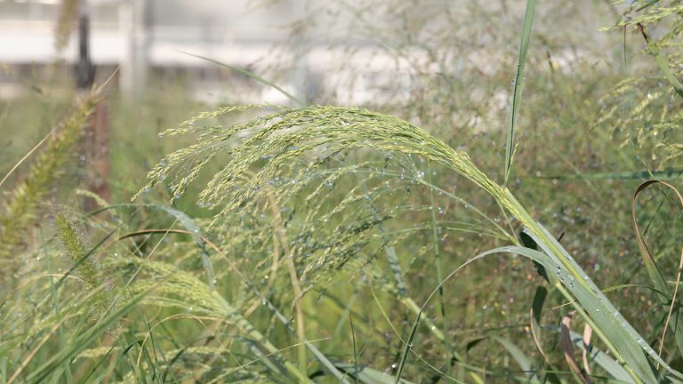 Our Guide to the Best Grasses for Midwest Landscaping | Mulhall's