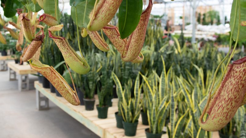 The Strange World of Tropical Pitcher Plants | Mulhall's