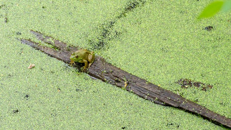 Make a Difference as a Citizen Scientist | Mulhall's