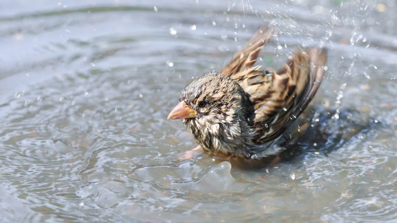 Creating a Bird-Friendly Landscape | Mulhall's