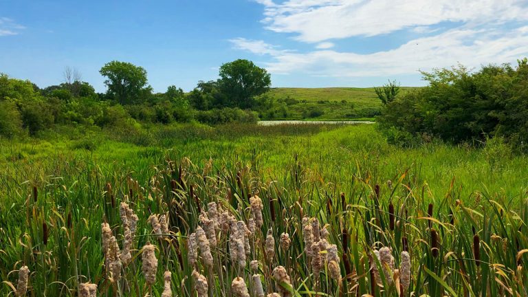 15+ Ways to Become a Local Naturalist | Mulhall's