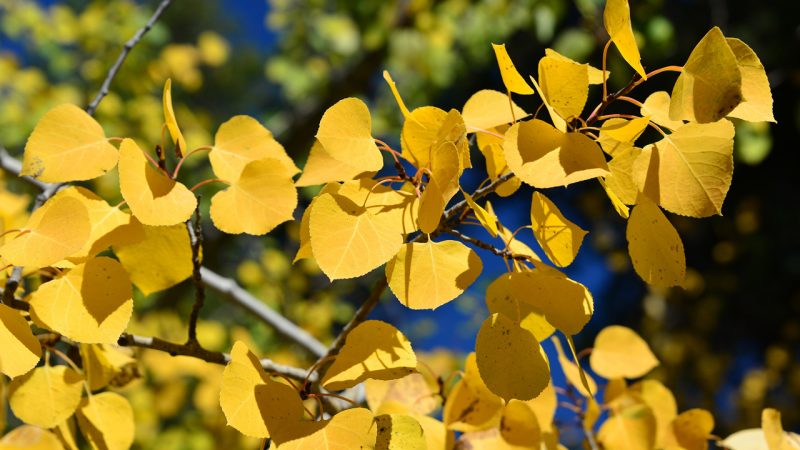 Native Trees for the Great Plains | Mulhall's